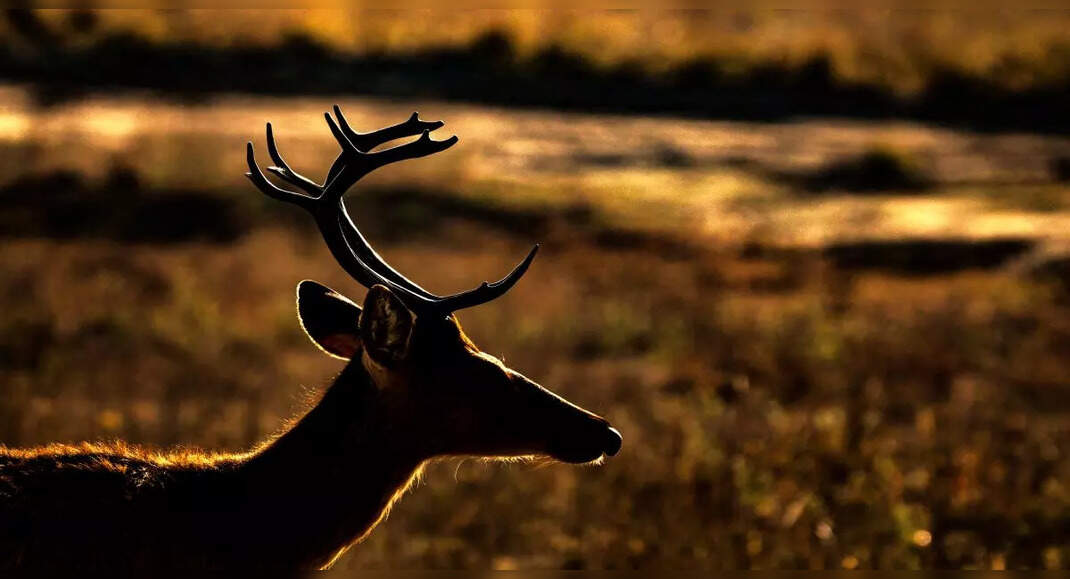 These exotic wildlife species can be found only in India | Times of ...