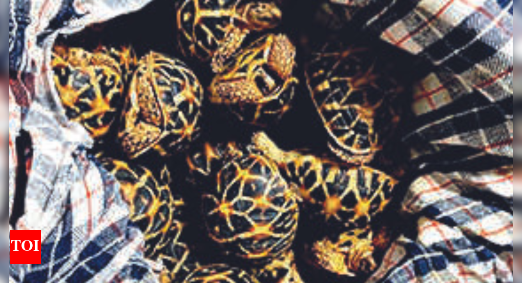 Flyer held with 60 star tortoises at Bengaluru airport | Bengaluru News ...