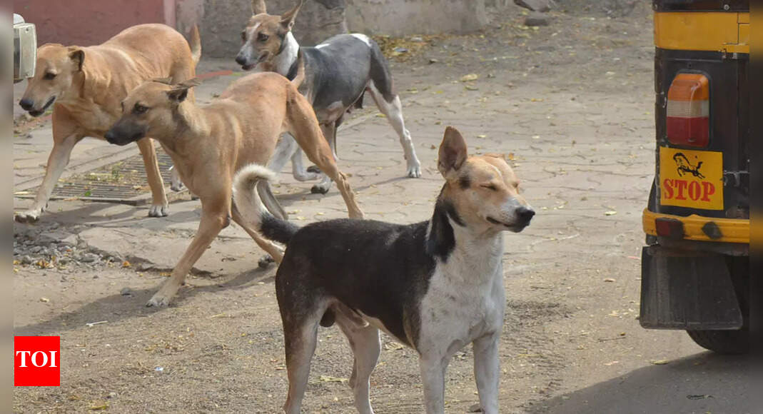 Crores Spent In 10 Years, Stray Dogs Continue To Grow & Growl | Bhopal ...