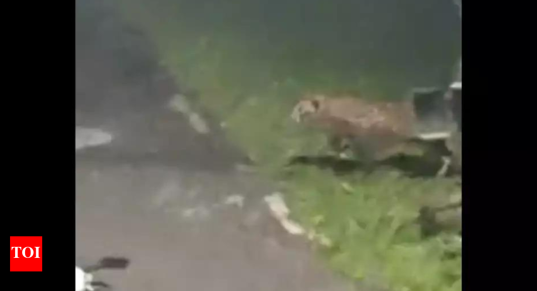 Leopard sighted on DRDO lab campus in Pune, once again | Pune News ...