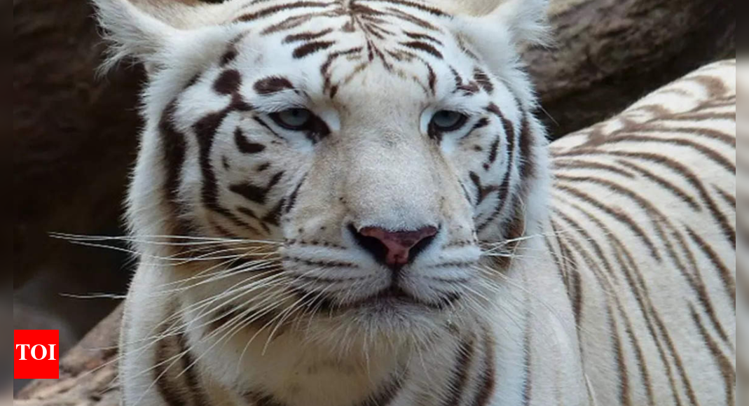 Kishan: Chhattisgarh: White tiger 'Kishan' dies of cancer at Maitri ...