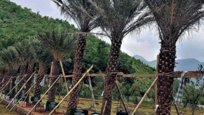 Centre To Grow Palm Oil Trees On 2l-ha In Assam By ’25-26 | Guwahati ...