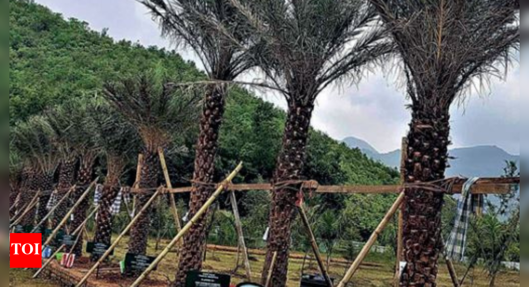 Centre To Grow Palm Oil Trees On 2l-ha In Assam By ’25-26 | Guwahati ...