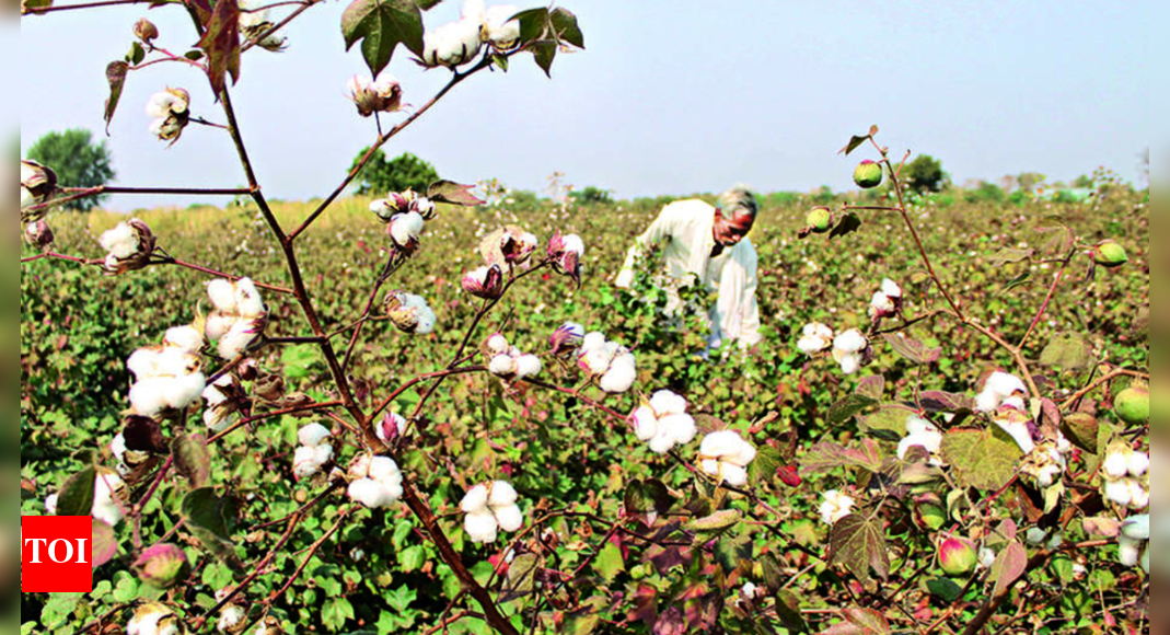 Farmers worried due to poor cotton growth | Nagpur News - Times of India