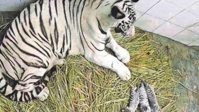 Delhi zoo gets 3 white tiger cubs | Delhi News - Times of India