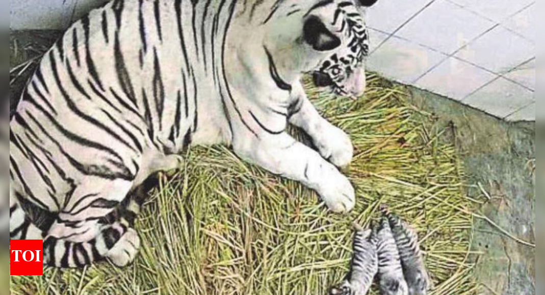 Delhi zoo gets 3 white tiger cubs | Delhi News - Times of India