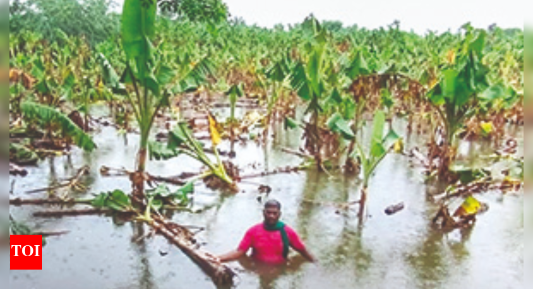 Paddy, Banana Fields Submerged In Delta | Trichy News - Times of India