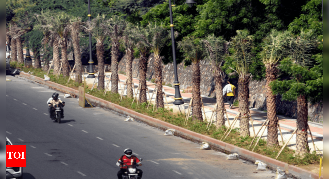 Delhi: Palm trees on roadsides a sight to behold, but greens unsure of ...