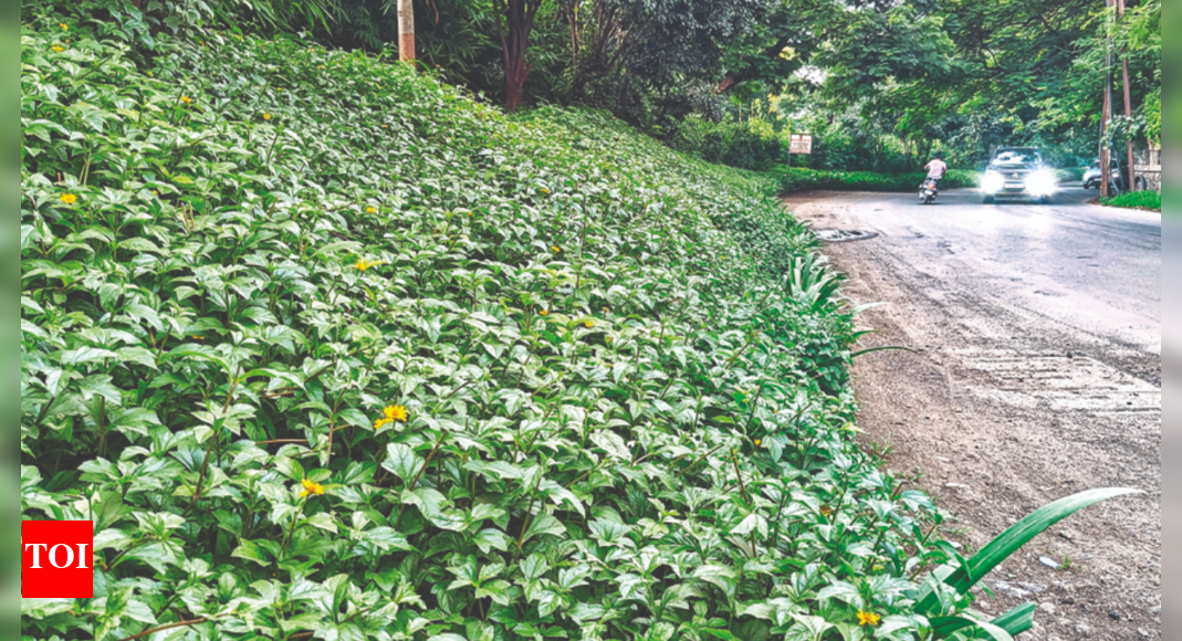 Garbage Gone, Residents Nurture Green Belt Along Banks Of Bhairoba ...