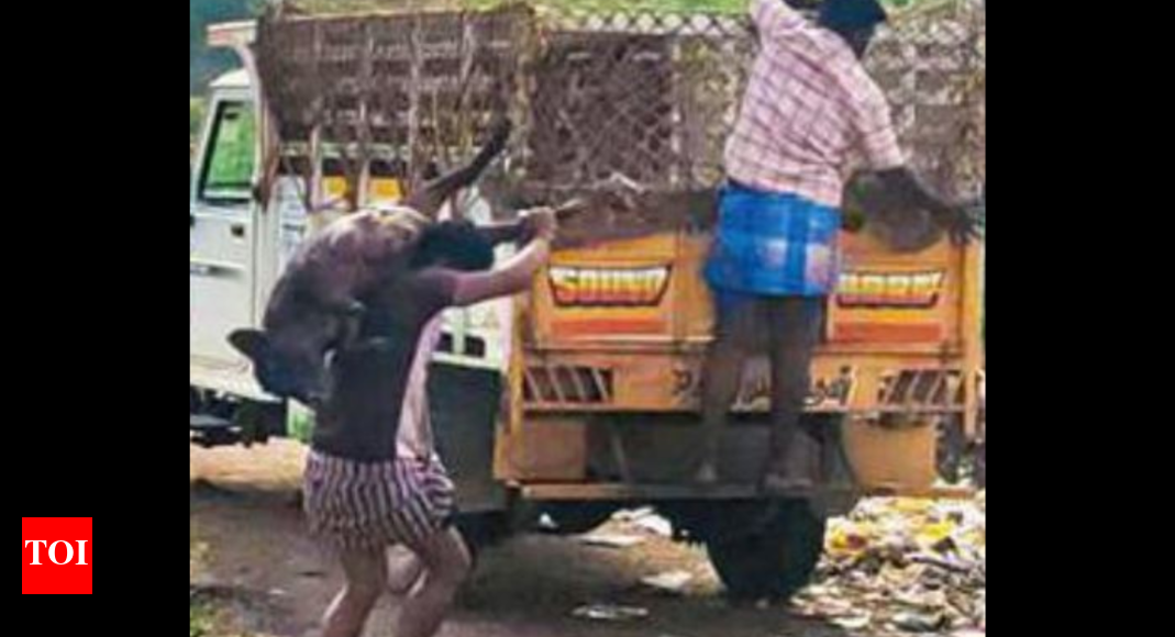 Trichy: Trichy City Corpn Launches Drive To Catch Stray Pigs | Trichy ... Trichy: Trichy City Corpn Launches Drive To Catch Stray Pigs | Trichy ...