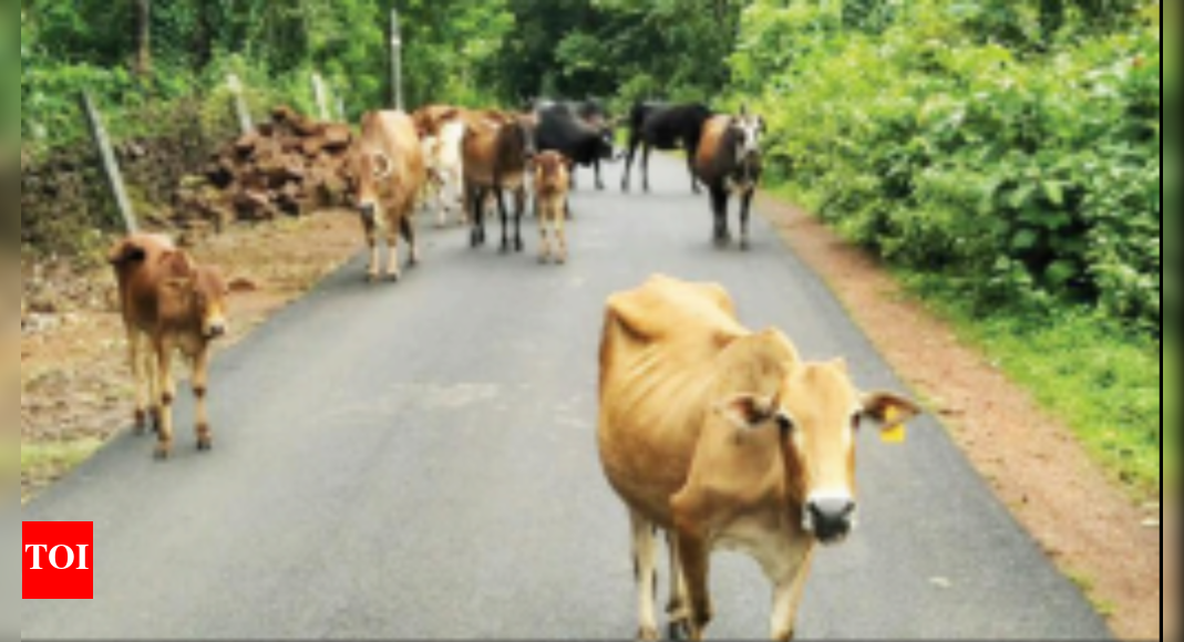 Bicholim: Goa: Bicholim locals complain of rise in stray cattle menace ...