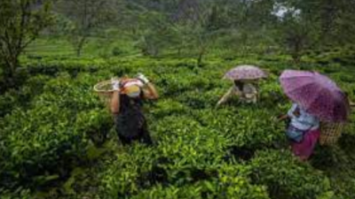 Improving Lives Of Tea Tribes Focus Of Dibrugarh Meet | Guwahati News ...