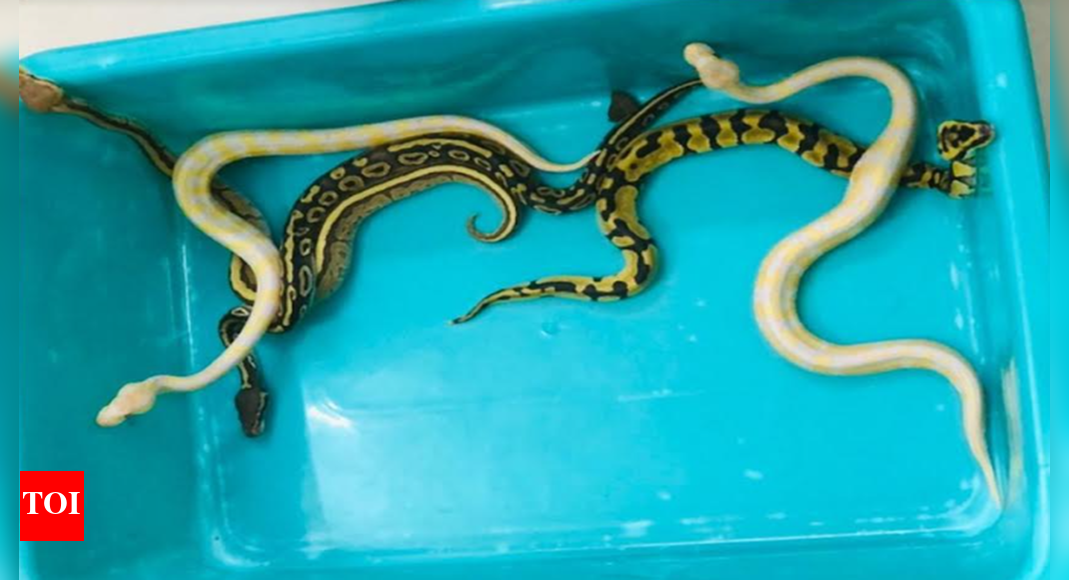 Thailand: Five ball pythons smuggled from Thailand seized at Chennai ...