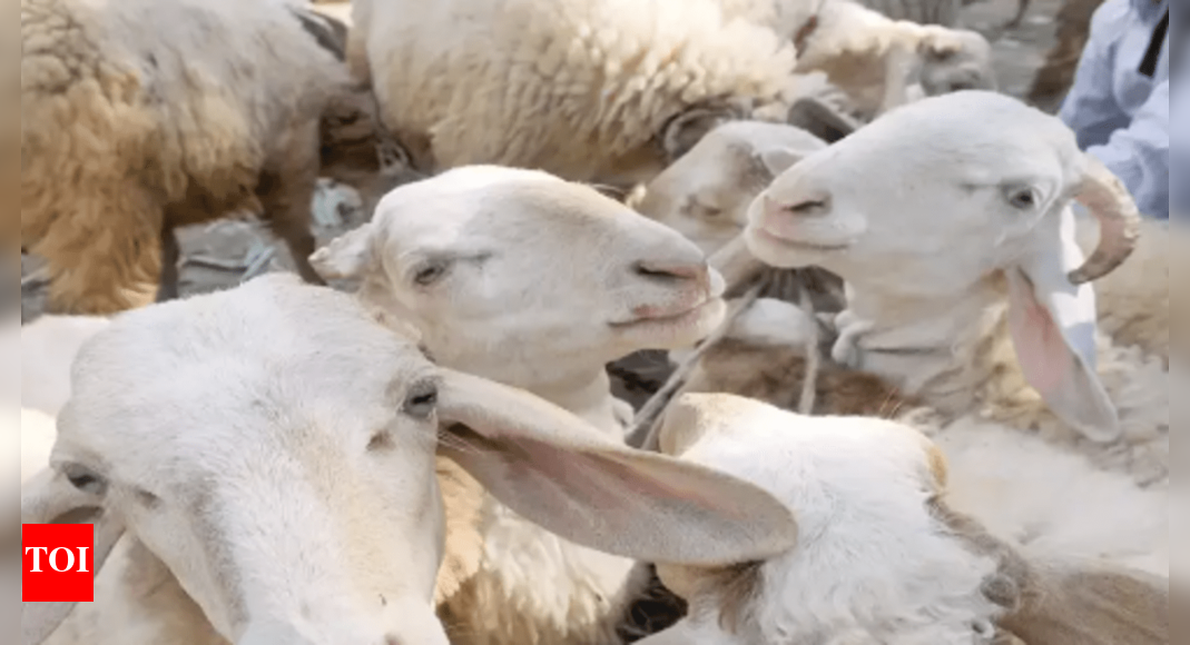 Surendranagar: Gujarat: 18 animals die of sheep pox in Surendranagar ...