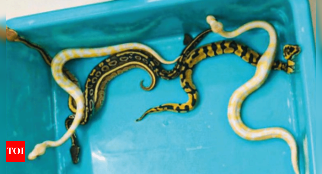 Chennai: 5 smuggled pythons seized, deported | Chennai News - Times of ...