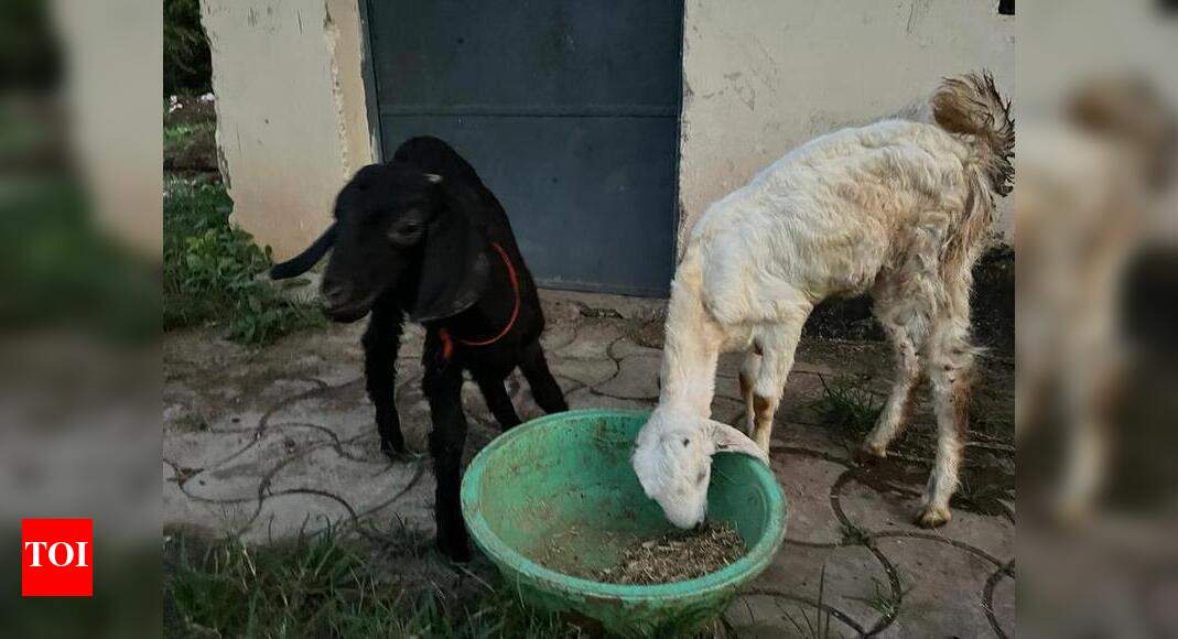 Kedar’s dream of foreign goats hinges on these kids | Nagpur News ...