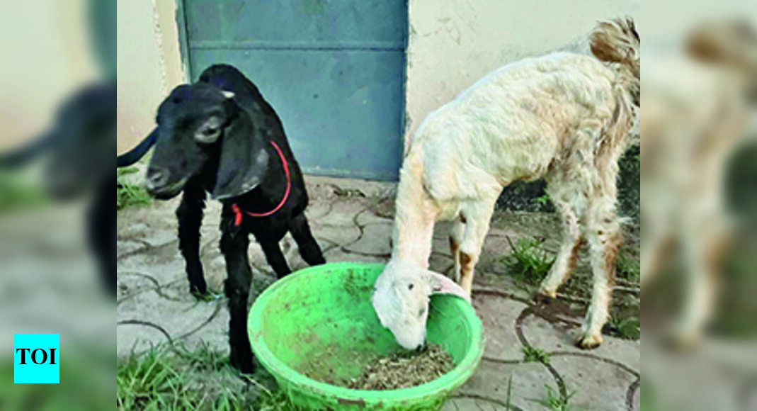 Mafsu: Kedar’s Dream Of Foreign Goats Hinges On These Kids | - Times of ...