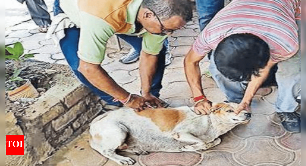 Kerala: Kerala: Rabies vaccine spend up 200%, still 67 die ...