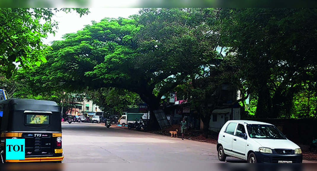 Mangaluru: M’luru Smart City Project: 15 Trees Face Axe | Mangaluru ...