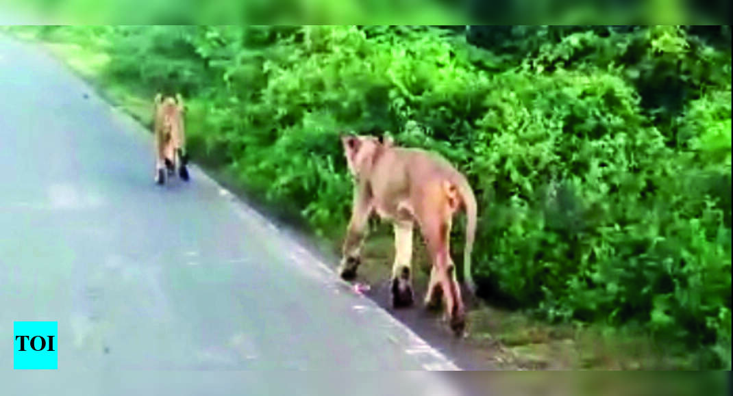 25-year-old Farmhand On Bike Chases Lions, Arrested | Rajkot News ...