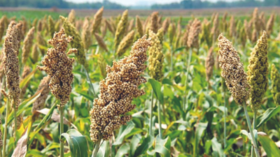 Centre Okays 3 Crop Varieties Developed By M’wada Agri Varsity ...