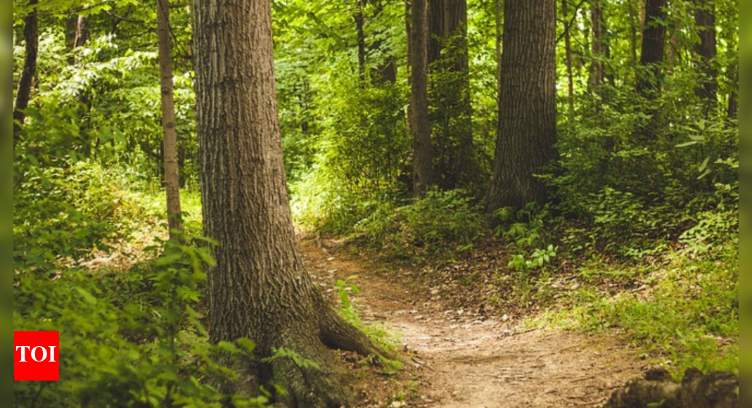 Aurangabad: Aurangabad City To Have Tree Census | Chhatrapati ...