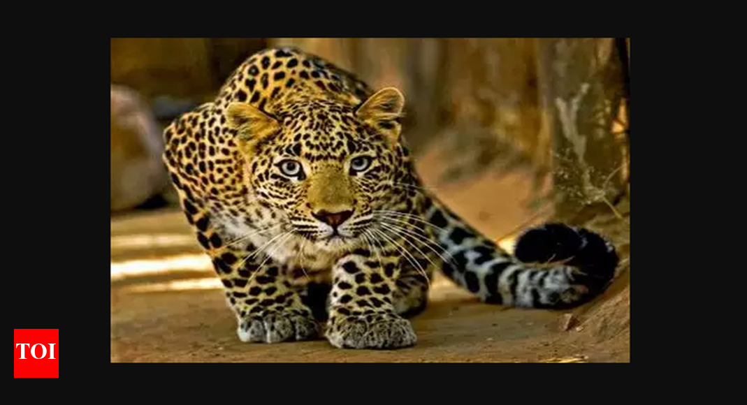 Leopard kills calf near Coimbatore | Coimbatore News - Times of India