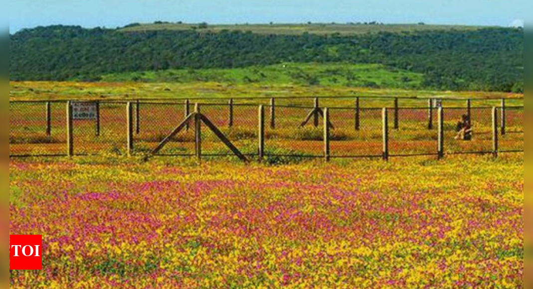 Kas: Kas Plateau To Be Open For Public Tomorrow | Kolhapur News - Times ...