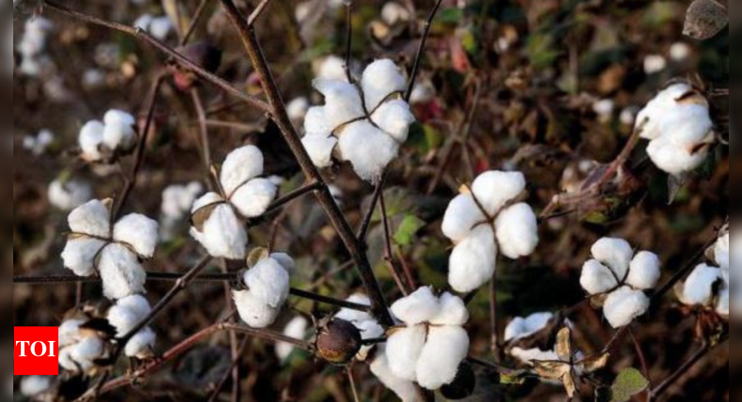 Cotton @Rs16,000 a quintal in Jalgaon district rekindles hopes for ...