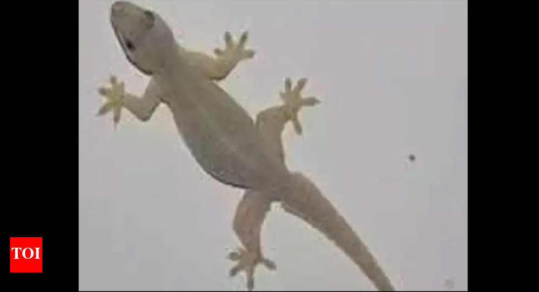 Tiruvannamalai: ‘lizard’ In Noon Meal Triggers Nausea In 47 School ...