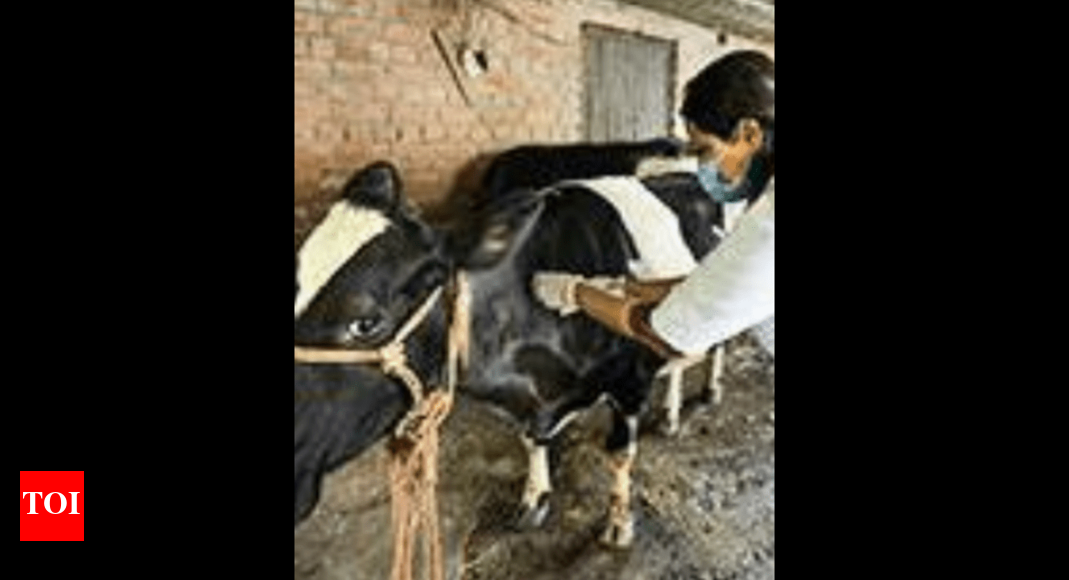 Ratlam: Govt Issues Alert On Lumpy Cow Disease After Cases In Many ...