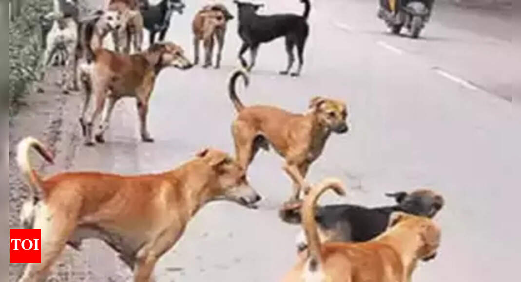 Stray dogs can't be relocated from their territory, says Ghaziabad ...