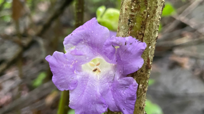 Goa: After eight years, Nirankal hills are alive with the colour of ...