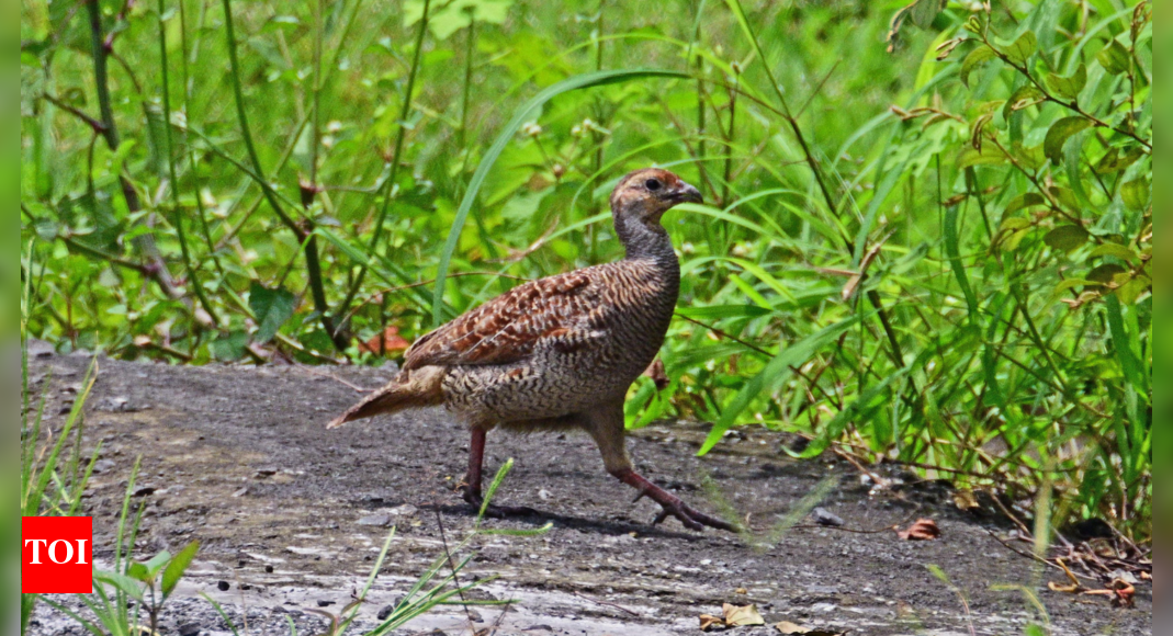 Navi Mumbai: Grey francolin bird spotted in Kharghar-Uran area | Navi ...