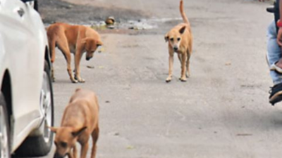Kerala govt to vaccinate stray dogs on war footing, says minister M B ...