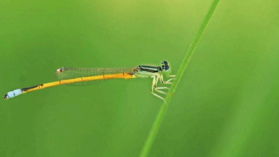 Delhi: Weeklong survey from next week to count dragonfly and damselfly ...