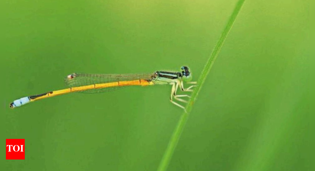 Delhi: Weeklong survey from next week to count dragonfly and damselfly ...