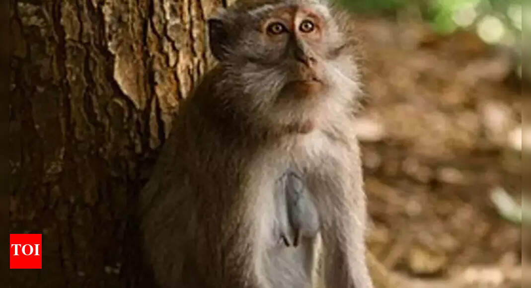 5-year-old boy falls from roof as monkeys attack him in UP's Budaun ...