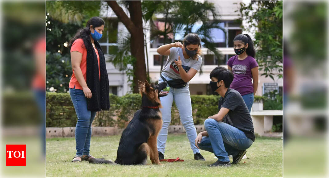 Need a trainer for your dog? Here’s how to find a good one - The Times ...