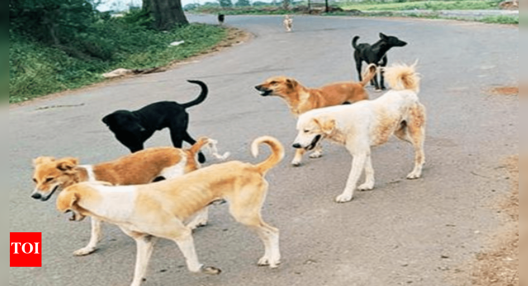 Stray dog population rises despite sterilisation in Gujarat's larger ...