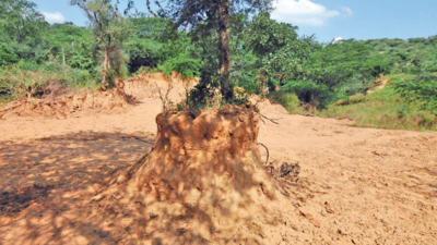 Haryana: Tree felling, mining still go unchecked in Mangar Bani ...