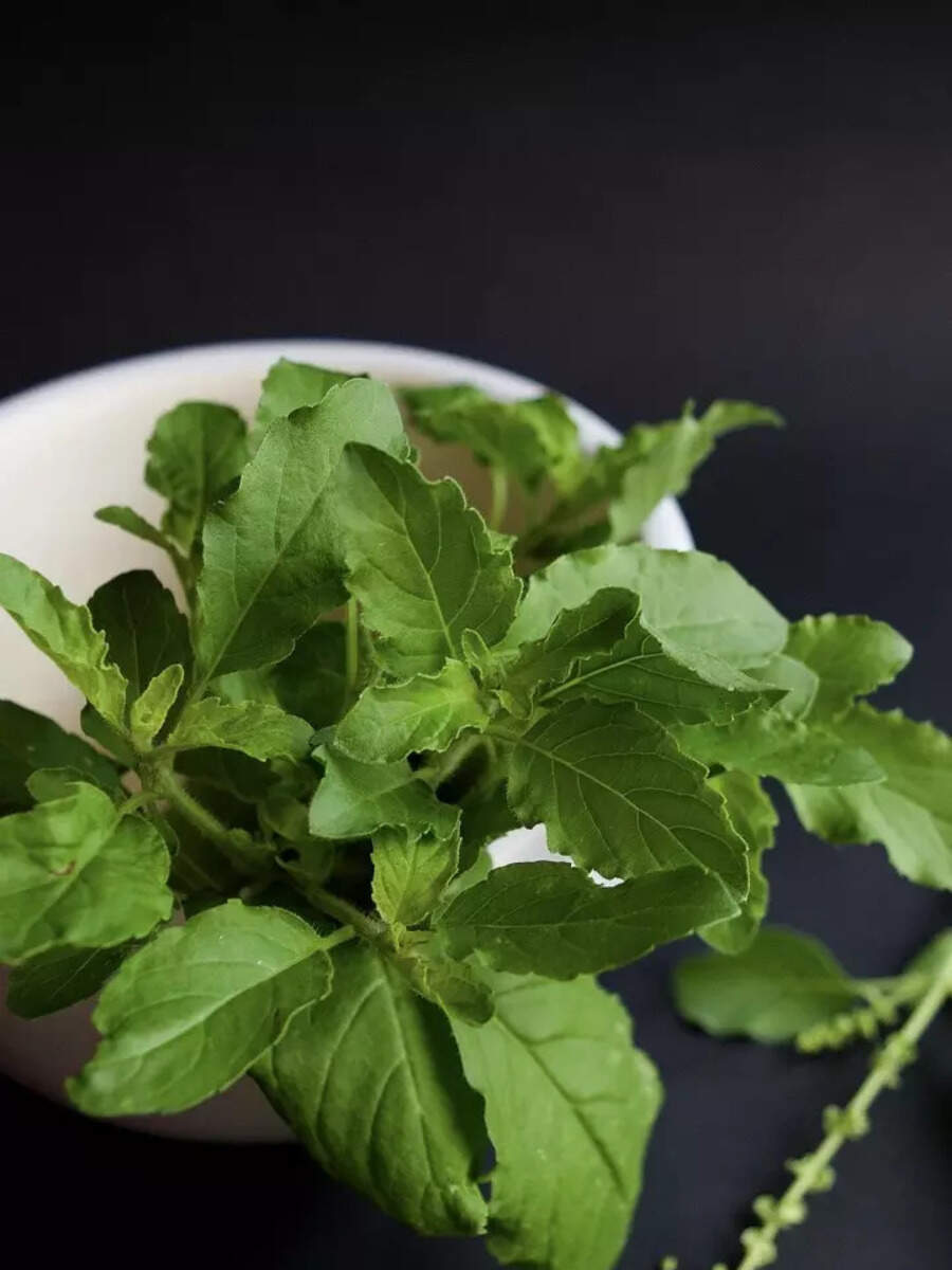 Dos and donts: Facts about keeping tulsi plant in the house | Times of ...