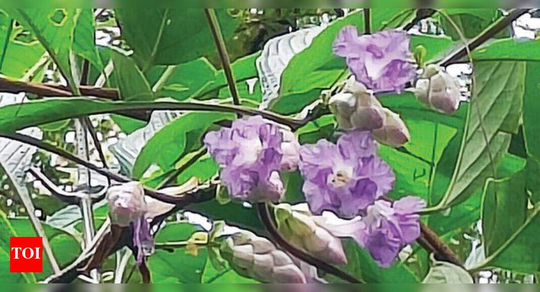 Karvi blooms on mining dump, brings hope | Goa News - Times of India