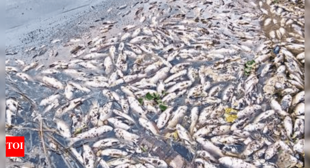 Second time this year in Bengaluru: 1,000 dead fish found floating at ...