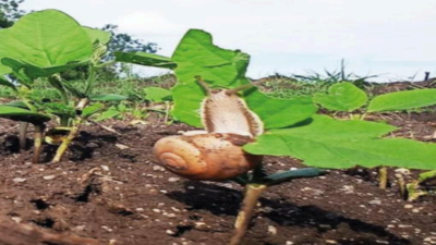 Snails damage crops on 72,000 hectares in Marathwada | Aurangabad News ...