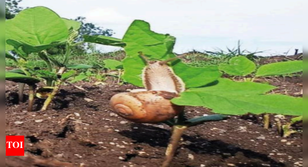 Marathwada: Snails damage crops on 72,000 hectares in Marathwada ...