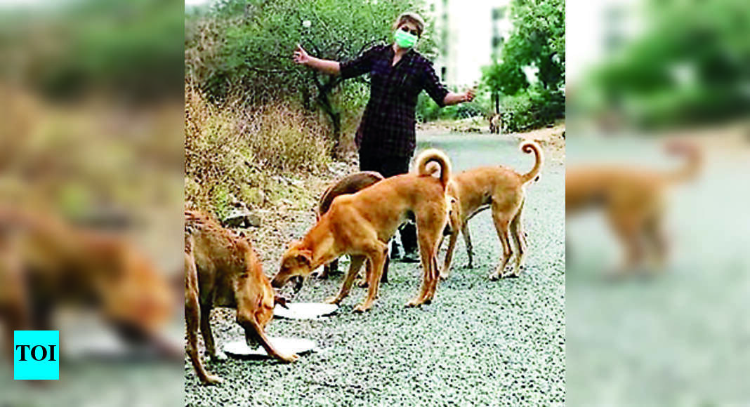 Good Samaritans Come To Rescue Of Stray Dogs Near To-be-razed Bridge ...
