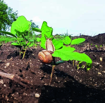 Snails Damage Crops On 72k Ha In Marathwada | Aurangabad News - Times ...