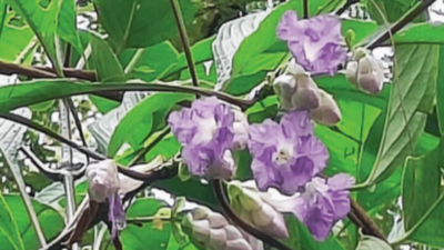 Goa: Karvi blooms on mining dump, brings hope | Goa News - Times of India