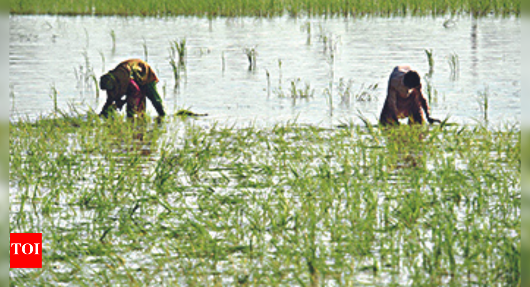 Rice: ‘rice Doctor’ App For Farmers To Instantly Diagnose Paddy ...